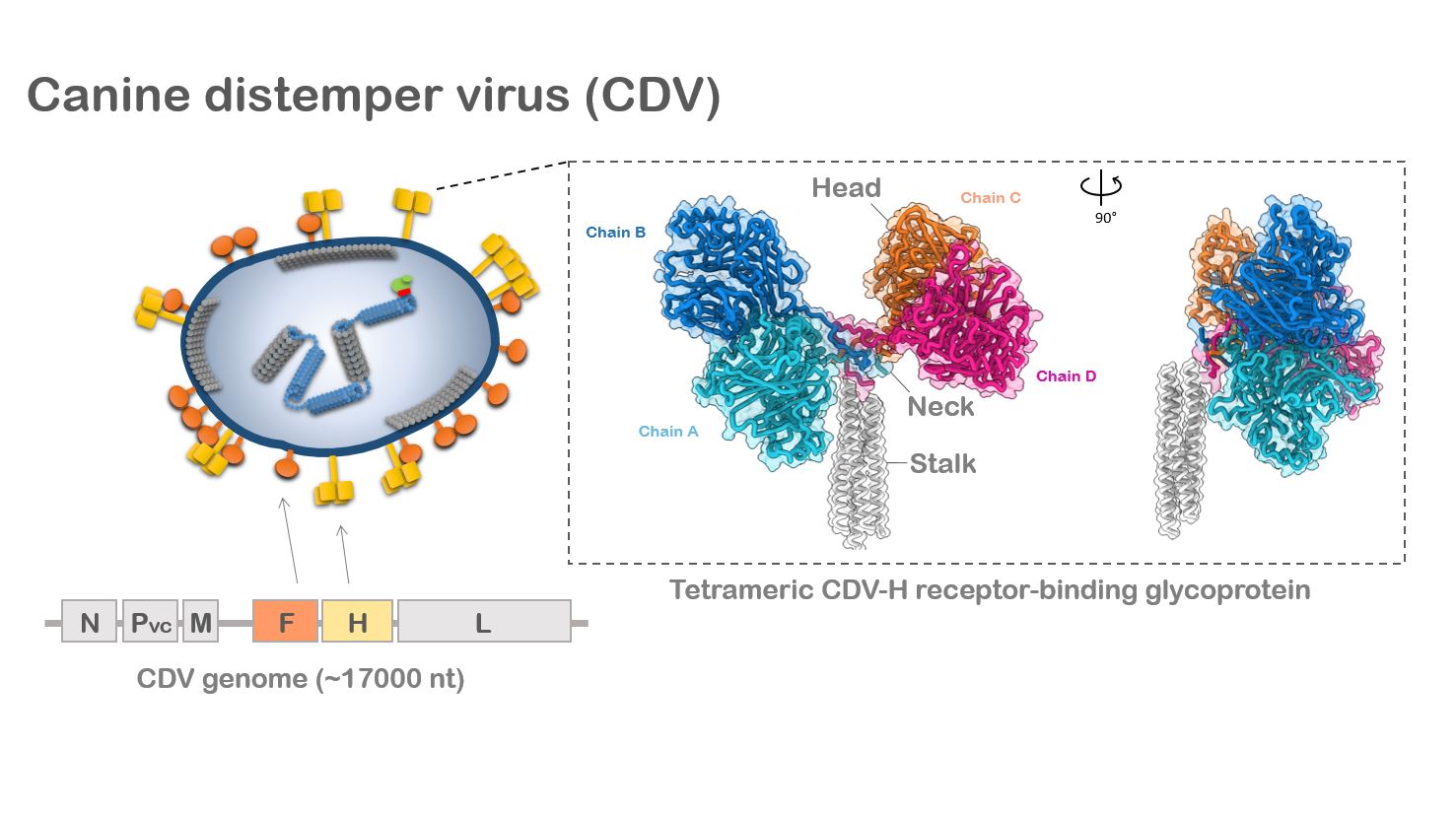 Structure and supramolecular organization of the canine distemper virus ...